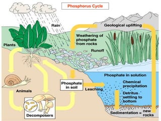 Biogeochemical cycles | PPT