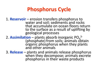 Biogeochemical cycles | PPTX