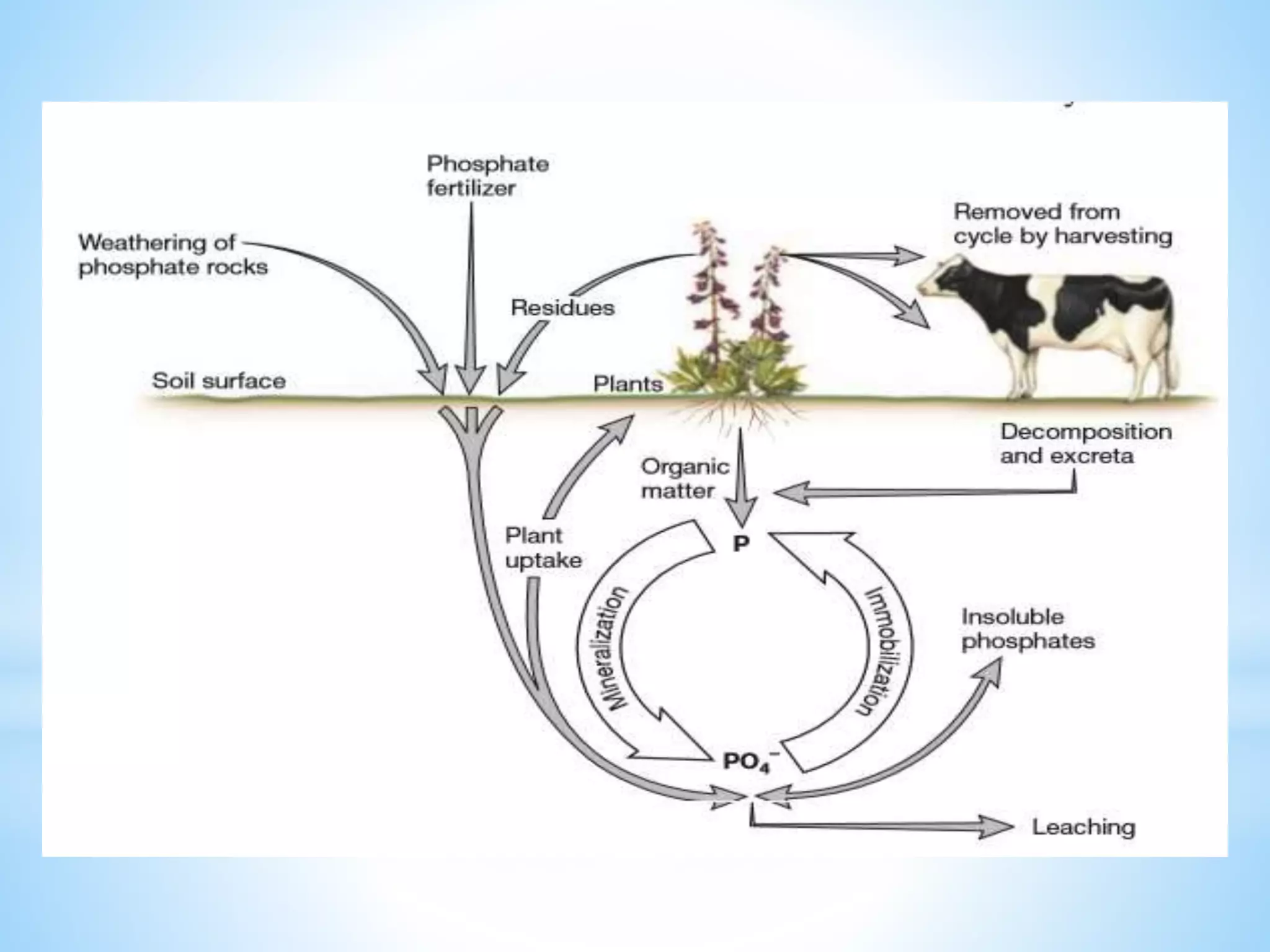 Biogeochemical cycles | PPT