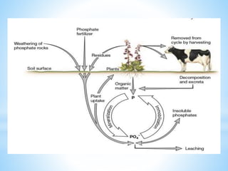 Biogeochemical cycles | PPT