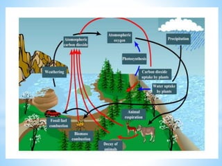 Biogeochemical cycles | PPT