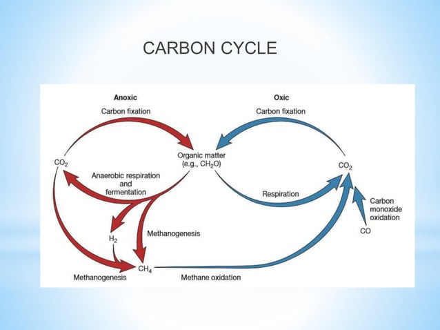 Biogeochemical cycles | PPT