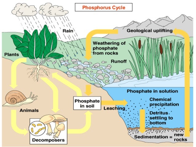 Biogeochemical cycles