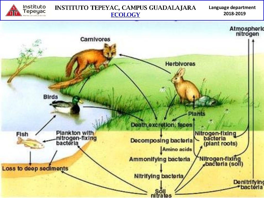 Biogeochemical cycles