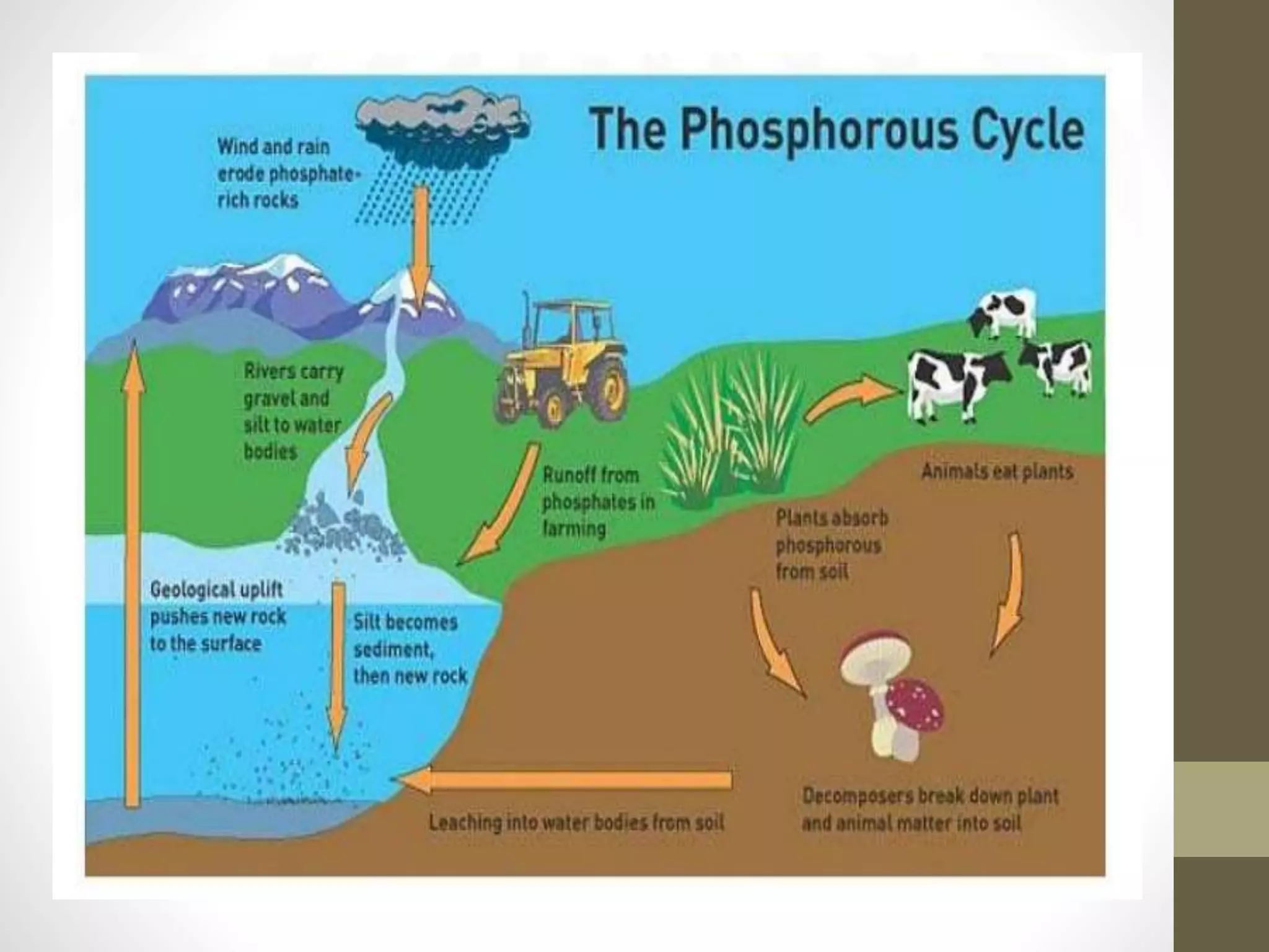 Biogeochemical Cycles.pptx