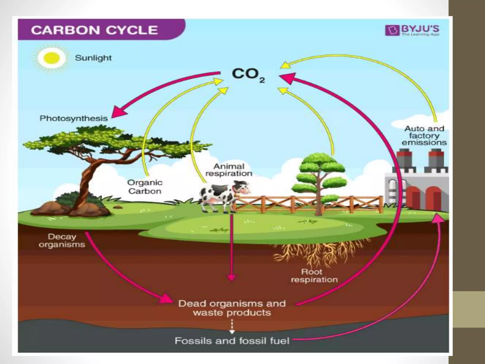 Biogeochemical Cycles.pptx