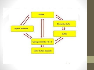 Biogeochemical Cycles.pptx