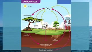 Bio geo chemical cycles.pptx
