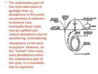 biogeochemicalcycles.pdf