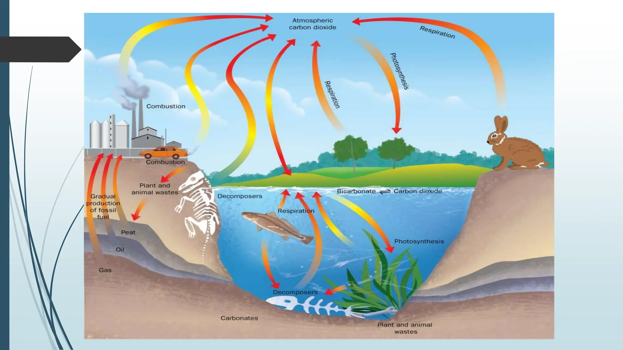 BIOGEOCHEMICAL CYCLES.pptx