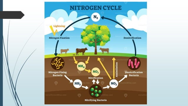 BIOGEOCHEMICAL CYCLES.pptx | Free Download