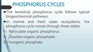 BIOGEOCHEMICAL CYCLES.pptx