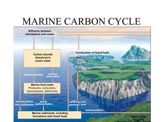 BIOGEOCHEMICAL_CYCLES.ppt