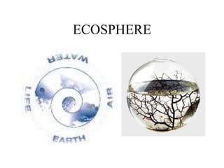 BIOGEOCHEMICAL_CYCLES.ppt