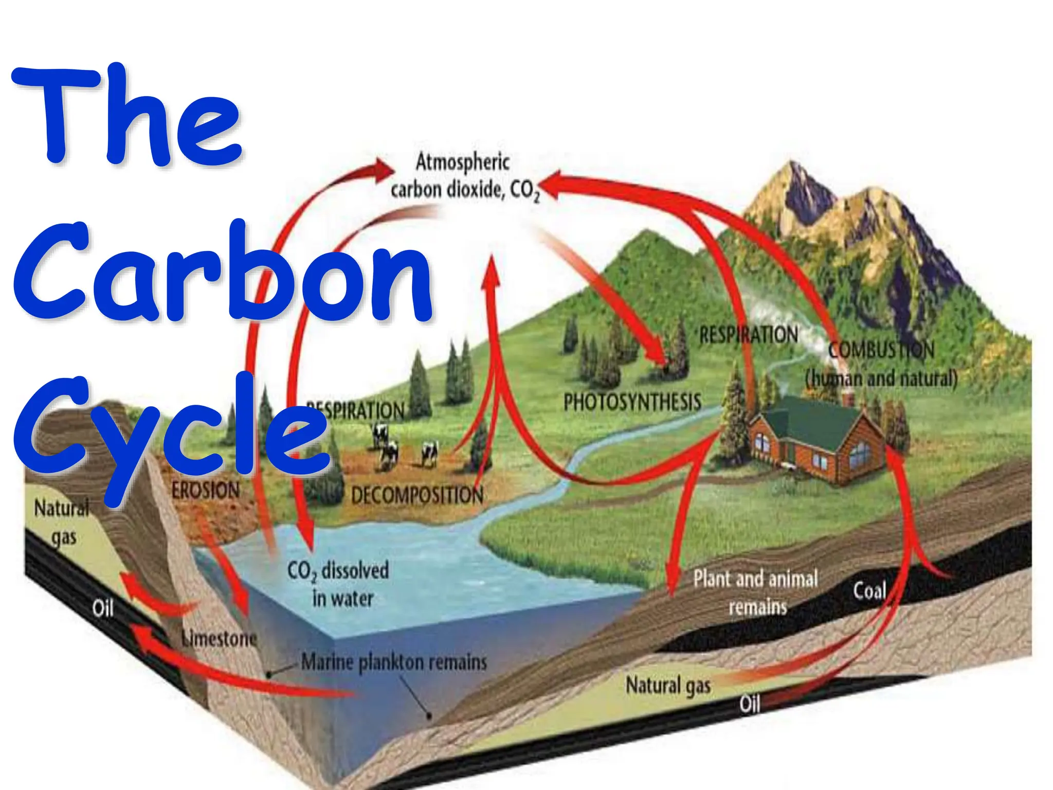 NUTRIENT CYCLING (biogeochemical_cycles).ppt
