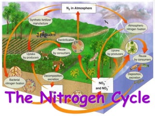 NUTRIENT CYCLING (biogeochemical_cycles).ppt