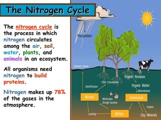 NUTRIENT CYCLING (biogeochemical_cycles).ppt