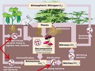 NUTRIENT CYCLING (biogeochemical_cycles).ppt