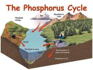 NUTRIENT CYCLING (biogeochemical_cycles).ppt