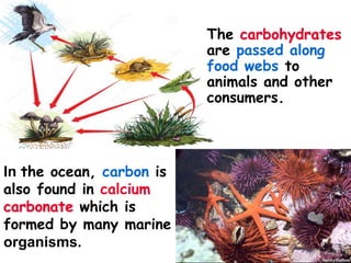 NUTRIENT CYCLING (biogeochemical_cycles).ppt