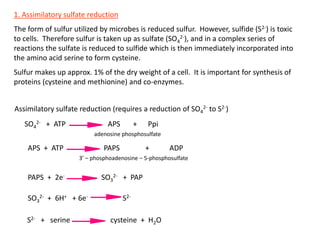 Biogeochemical cycles.ppt by maria ashraf | PPT