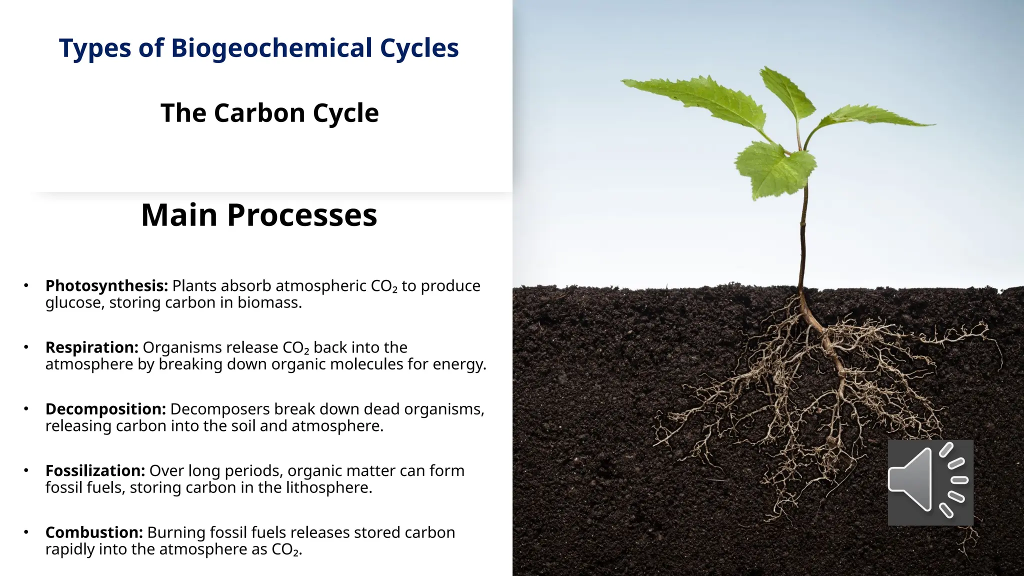 Biogeochemical Cycles (carbon, nitrogen and phosphorus) | PPTX