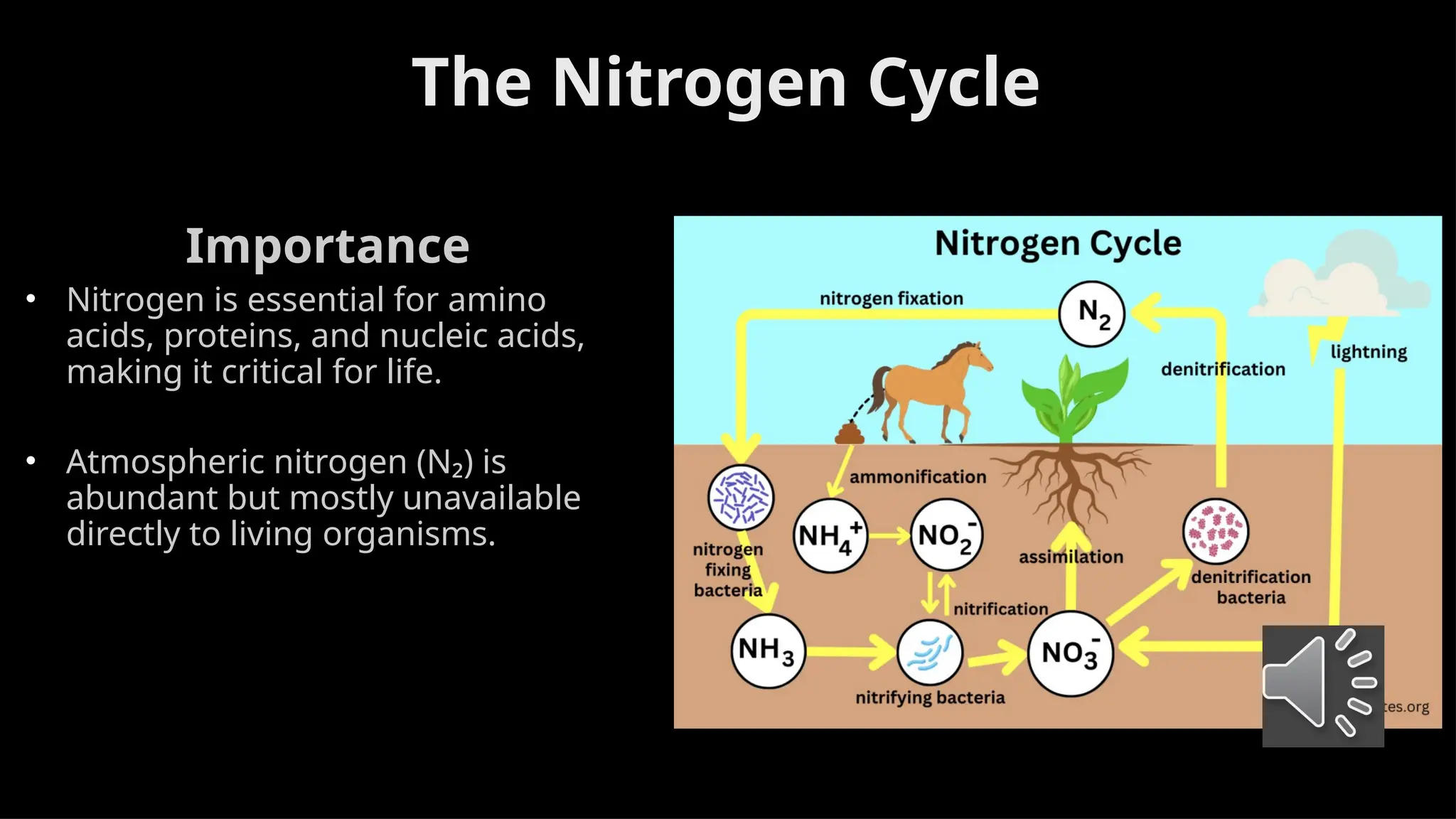 Biogeochemical Cycles (carbon, nitrogen and phosphorus) | PPTX