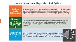 Biogeochemical Cycles (carbon, nitrogen and phosphorus) | PPTX
