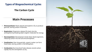 Biogeochemical Cycles (carbon, nitrogen and phosphorus) | PPTX