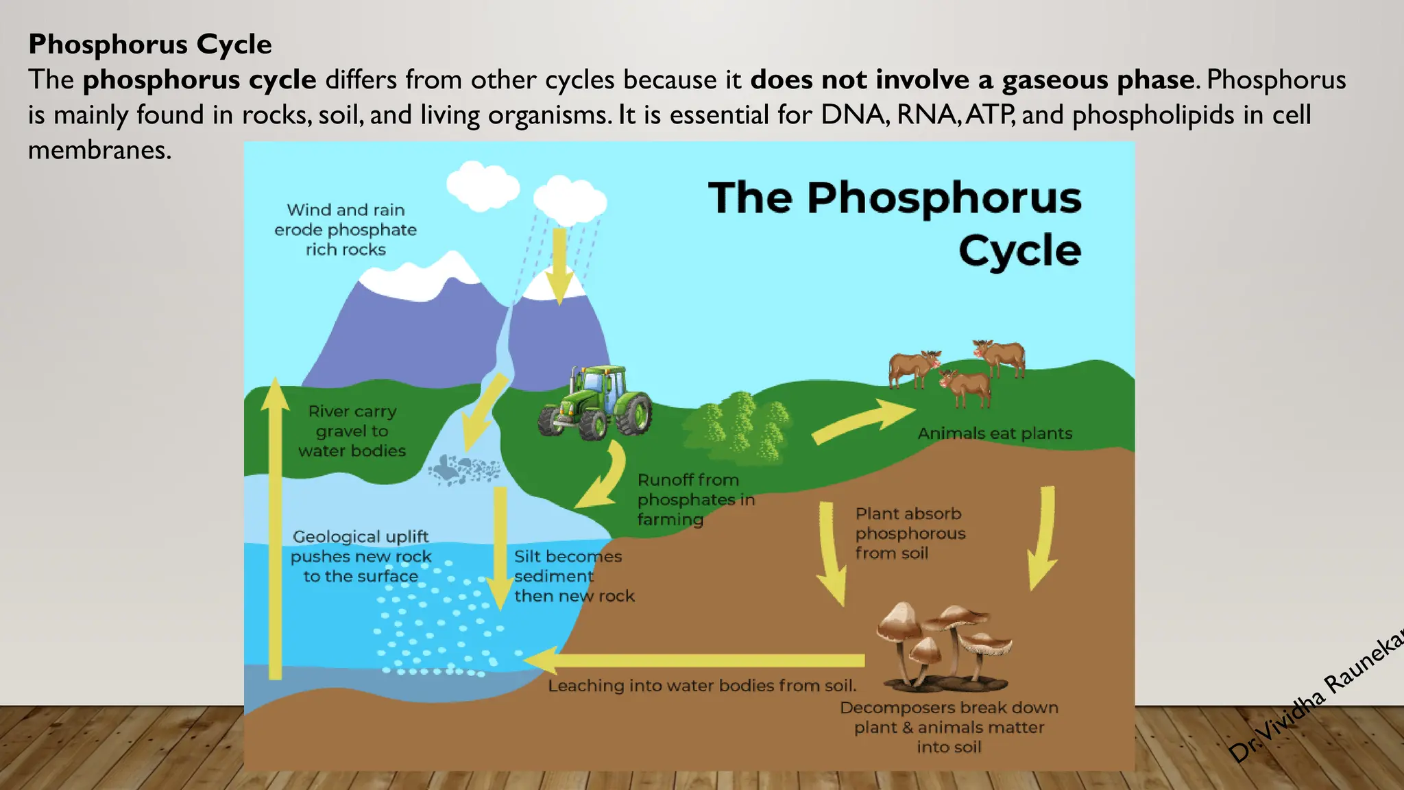 Biogeochemical cyclesWater Cycle, Carbon Cycle, Nitrogen Cycle, and ...