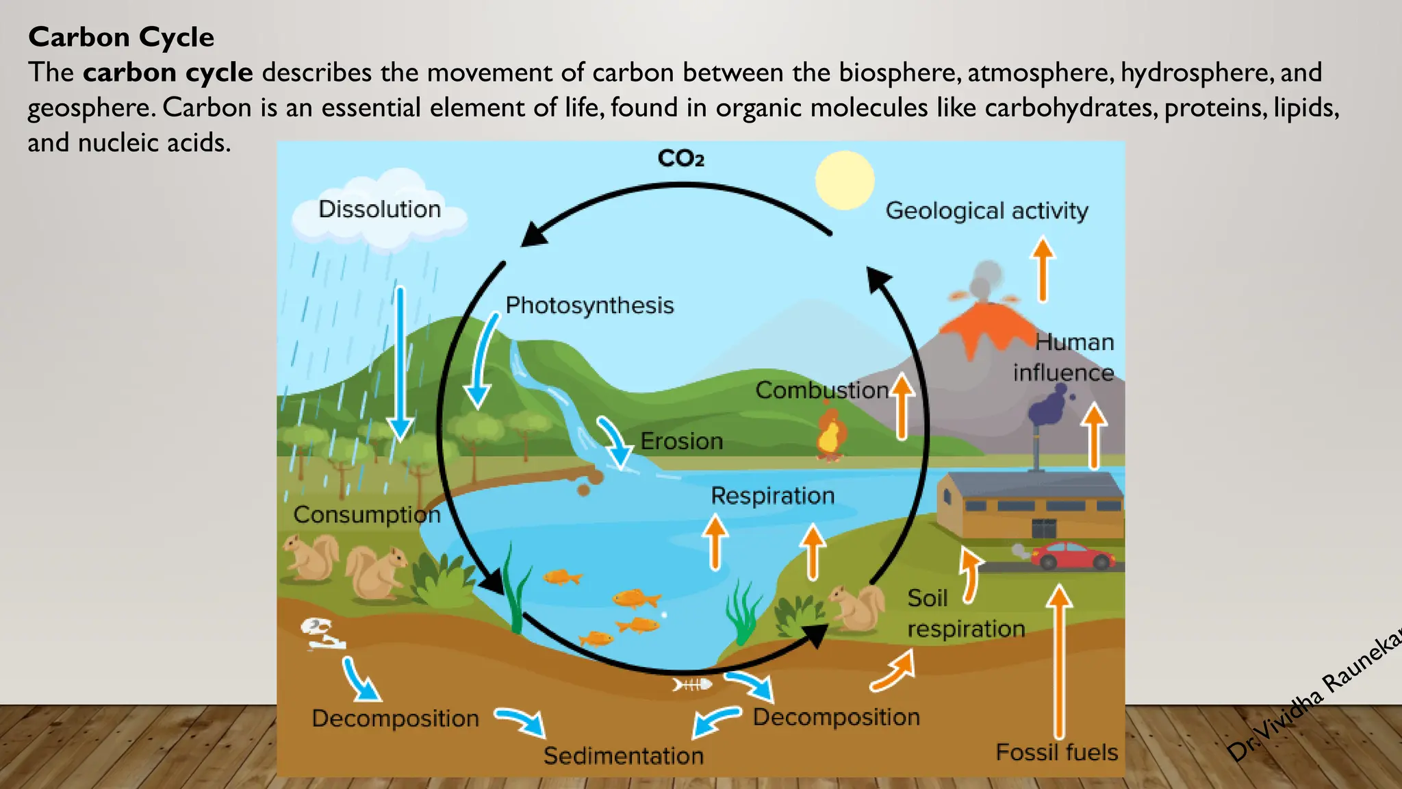 Biogeochemical cyclesWater Cycle, Carbon Cycle, Nitrogen Cycle, and ...