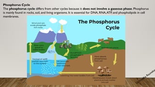Biogeochemical cyclesWater Cycle, Carbon Cycle, Nitrogen Cycle, and ...
