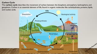 Biogeochemical cyclesWater Cycle, Carbon Cycle, Nitrogen Cycle, and ...