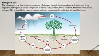 Biogeochemical cyclesWater Cycle, Carbon Cycle, Nitrogen Cycle, and ...