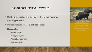 Comprehensive Overview of Biogeochemical Cycles: Water, Carbon ...