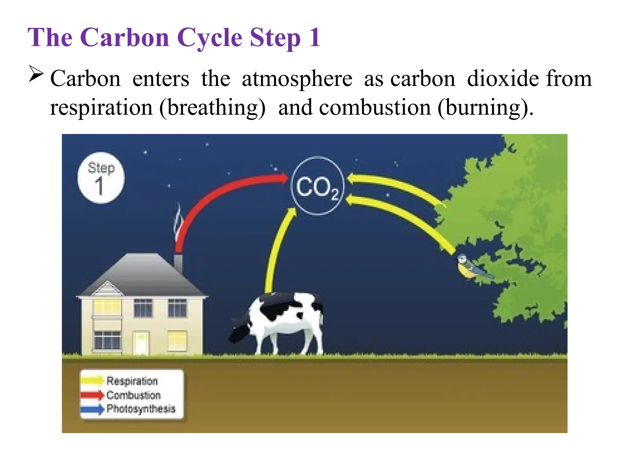 Biogeochemical Cycles - Hydrological Cycle, carbon and Nitrogen,.ppt