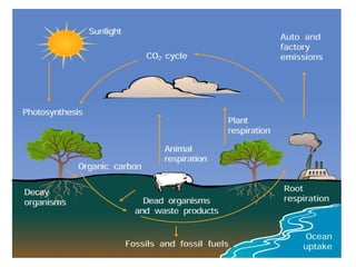Biogeochemical Cycles - Hydrological Cycle, carbon and Nitrogen,.ppt