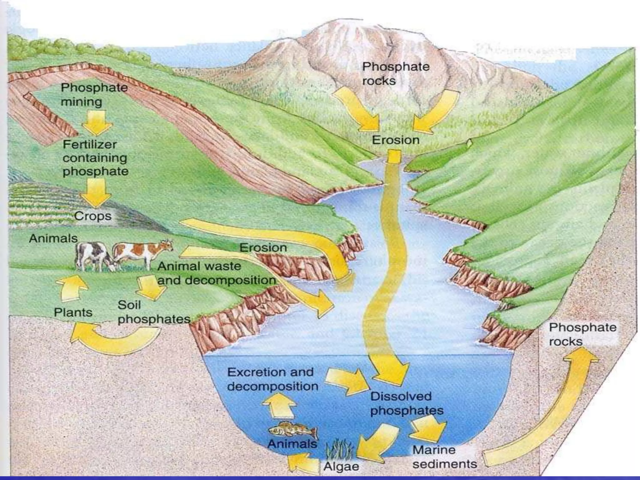 Biogeochemical cycles and conservation ecology 2010 edition | PPT