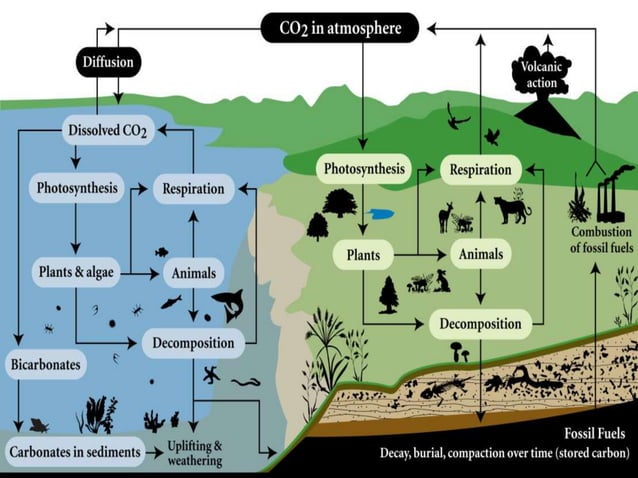 Biogeochemical cycles and conservation ecology 2010 edition | PPT
