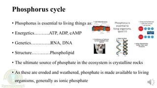 Biogeochemical cycles and phosphorous cycle | PPT