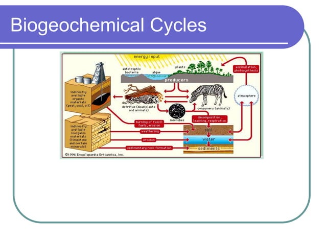biogeochemical_cycles_chapter_5_1.ppt