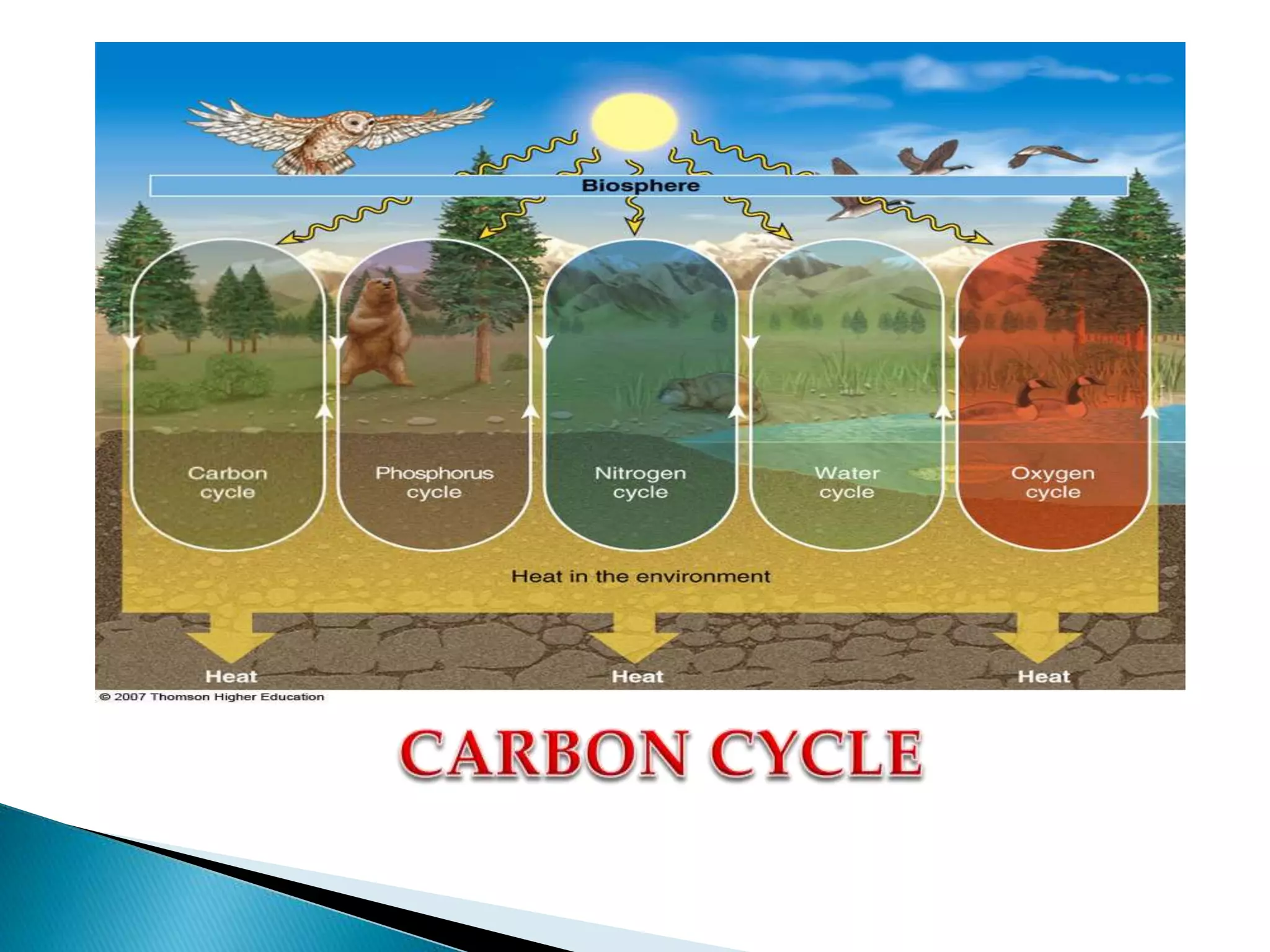 Biogeochemical Cycles/Environmental Science | PPTX