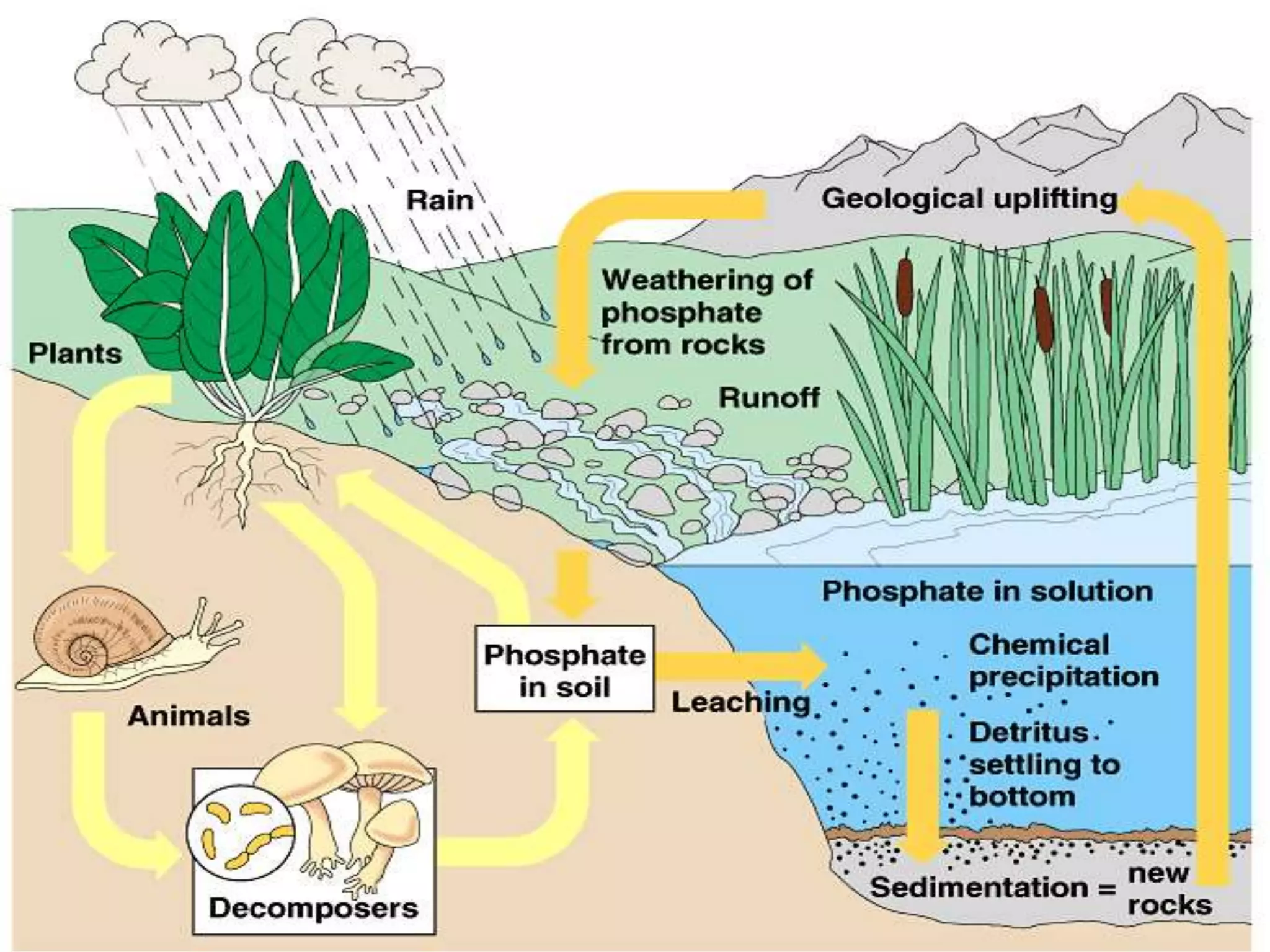 Biogeochemical Cycles/Environmental Science | PPTX