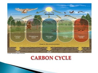 Biogeochemical Cycles/Environmental Science | PPTX