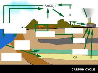 Biogeochemical Cycles/Environmental Science | PPTX