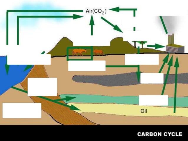 Biogeochemical Cycles/Environmental Science | PPTX