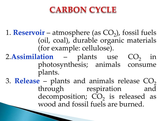 Biogeochemical Cycles/Environmental Science | PPTX