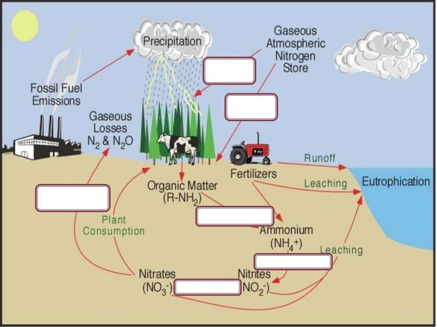 Biogeochemical Cycles/Environmental Science | PPTX