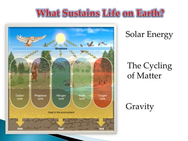 Biogeochemical Cycles/Environmental Science | PPTX