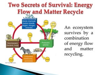 Biogeochemical Cycles/Environmental Science | PPTX